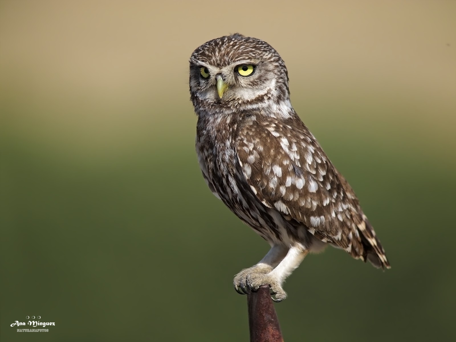 NATURANAFOTOS: Mochuelos