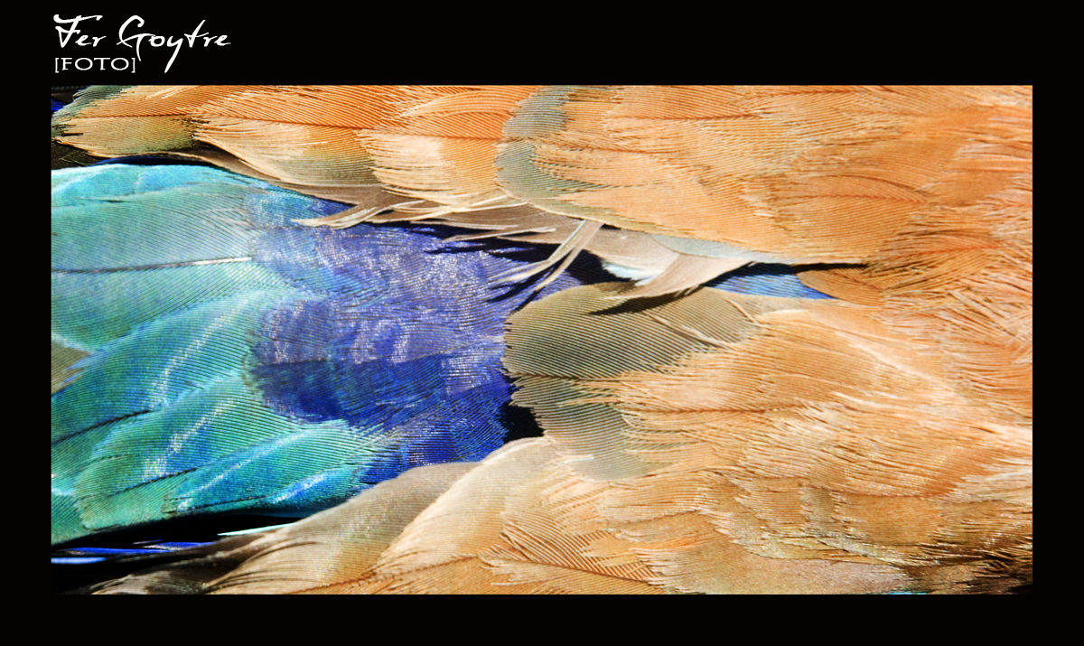 Bichos, plantas y demás parientes: La carraca, esa gran desconocida.