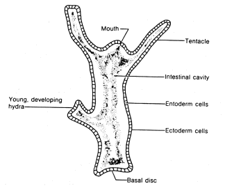My Thoughts: Makalah Porifera, Coelenterata, dan Cacing Vermes | PART I