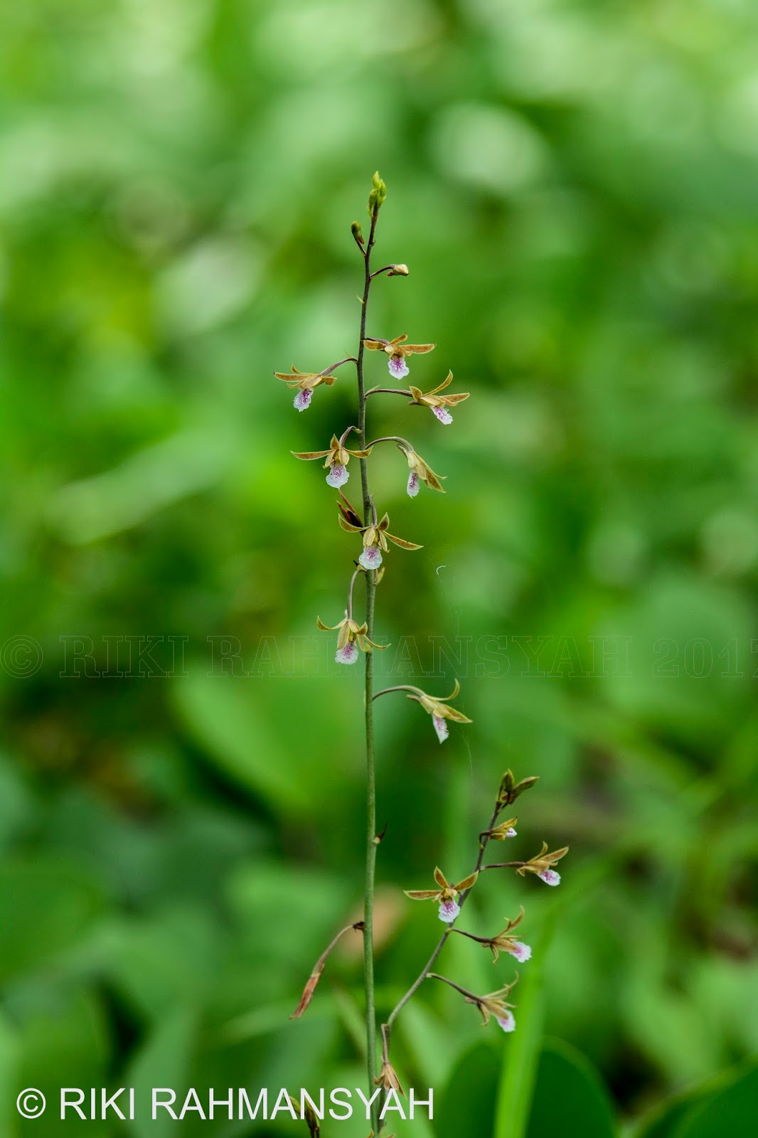 Anggrek Bawang Hantu (Eulophia graminea)