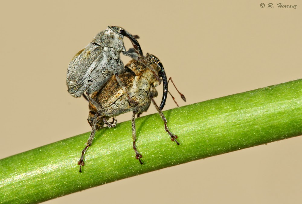 fotosricardo-h: GORGOJOS (COLEÓPTERA : CURCULIONOIDEA) II - Weevils II