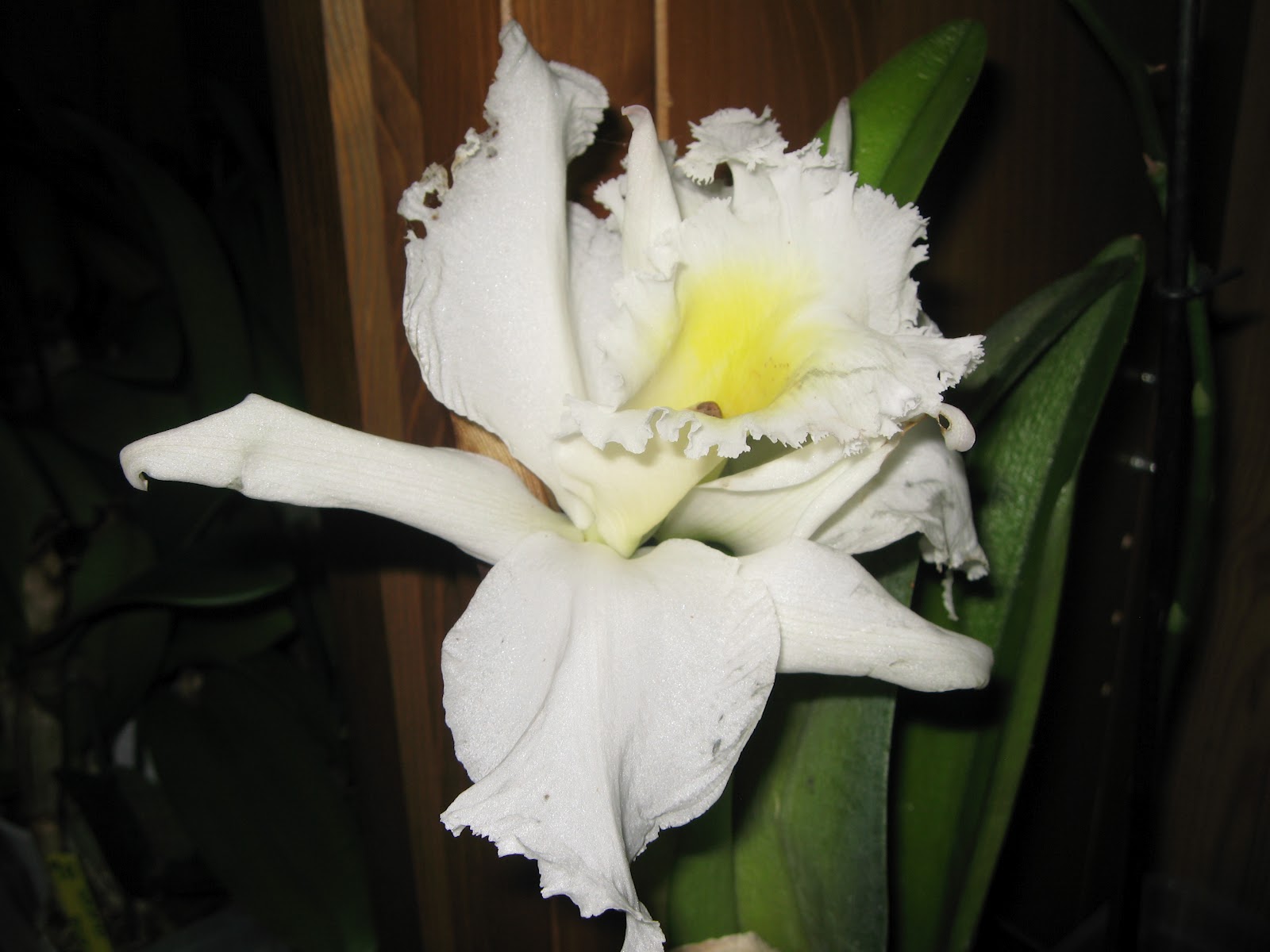 Orquídeas Blog de Angel Mar: Cattleyas en flor