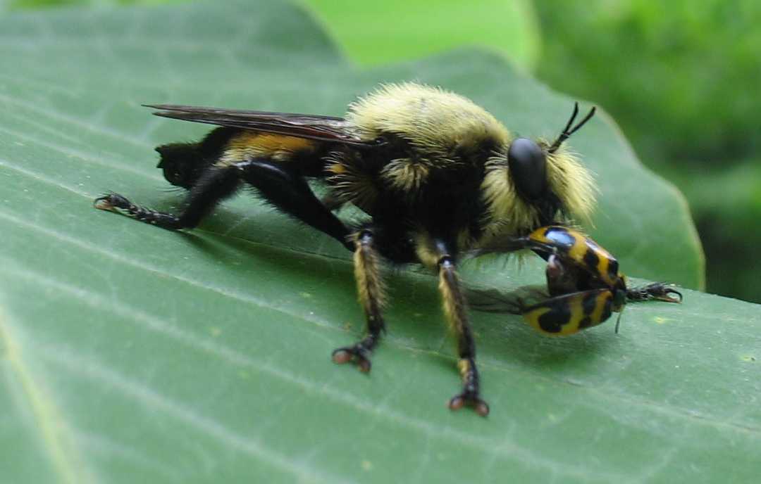 Using Georgia Native Plants: Natural Bird Food