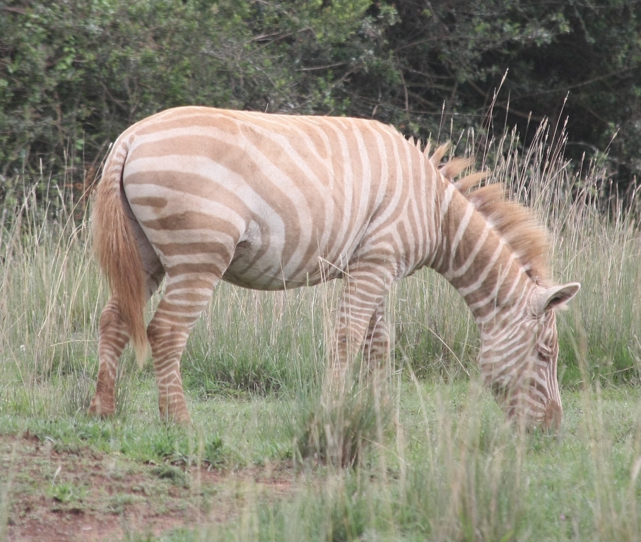 GALLERY-KHATELY® : Albino Zebras...only in Kenya...