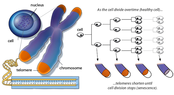 Natürlich Gesund: telomeres— tiny segments of DNA that may help you ...