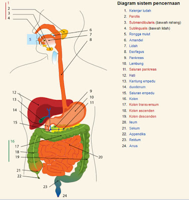 Taman Baca: Sistem Digesti (Pencernaan)