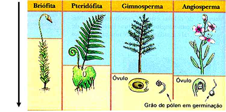 Ciencia - Aderbal: Reino Plantae ou Metaphyta