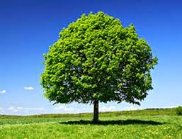 Petko Nikolić Viduša: LIPA, DRVO SVETOG VIDA