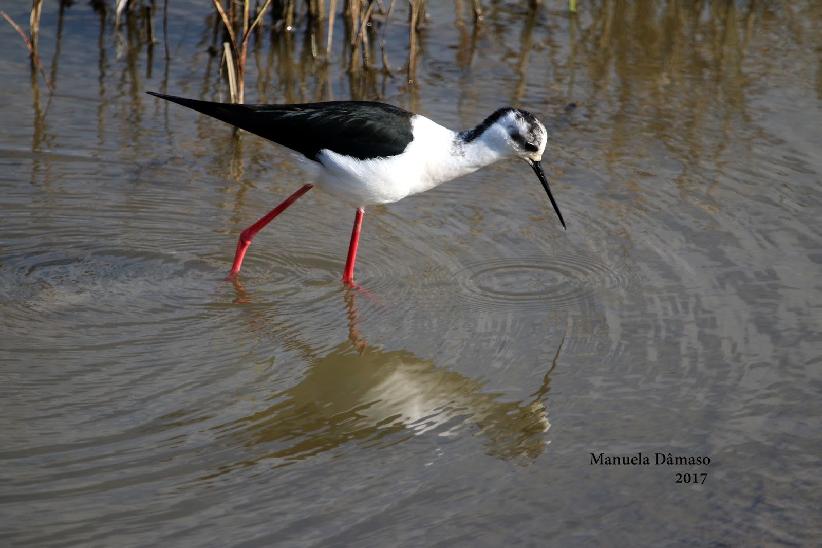 Voando na Natureza: Pernilongo