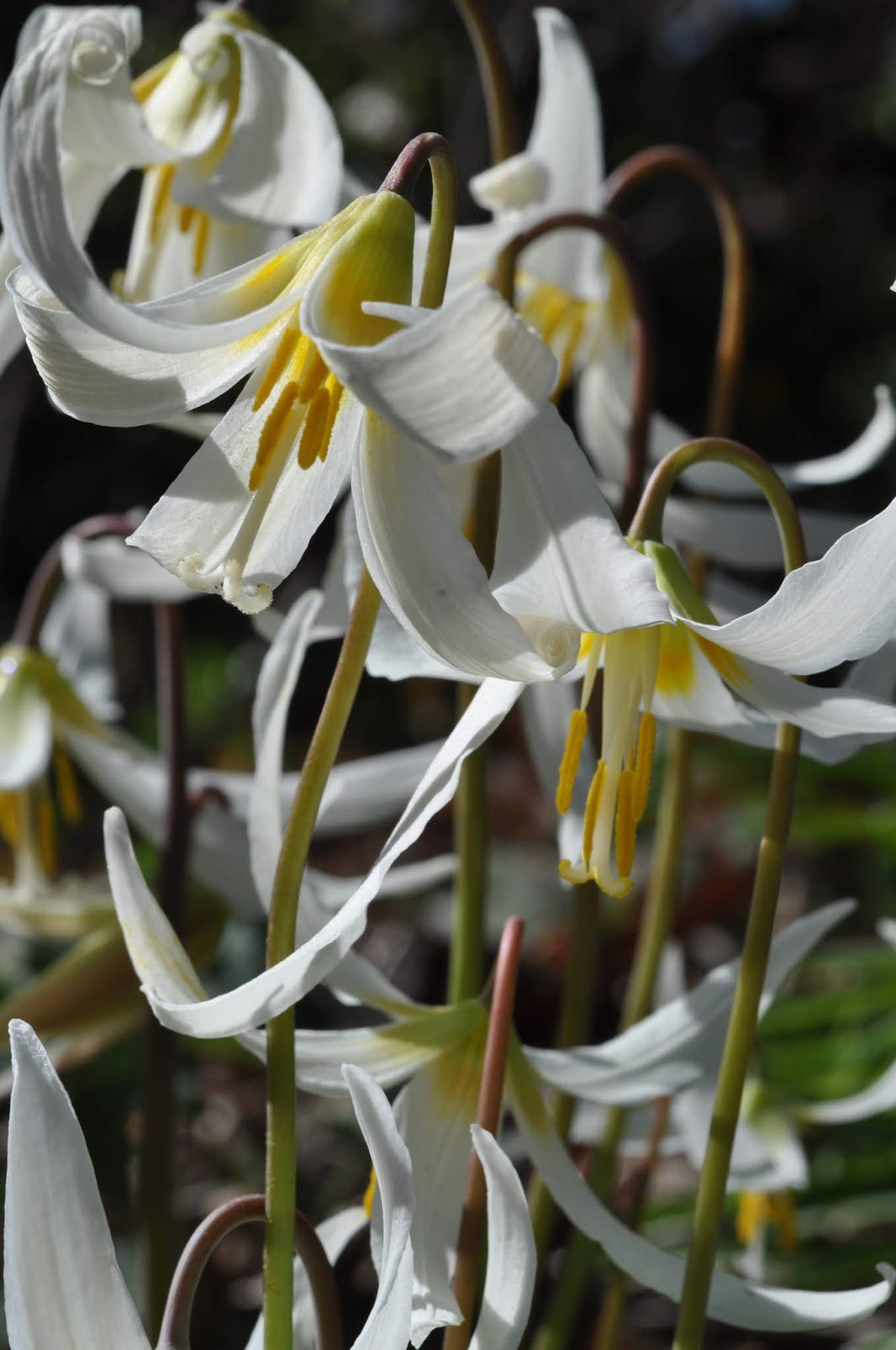 Alpine Garden Society Victorian Group: Spring Time.
