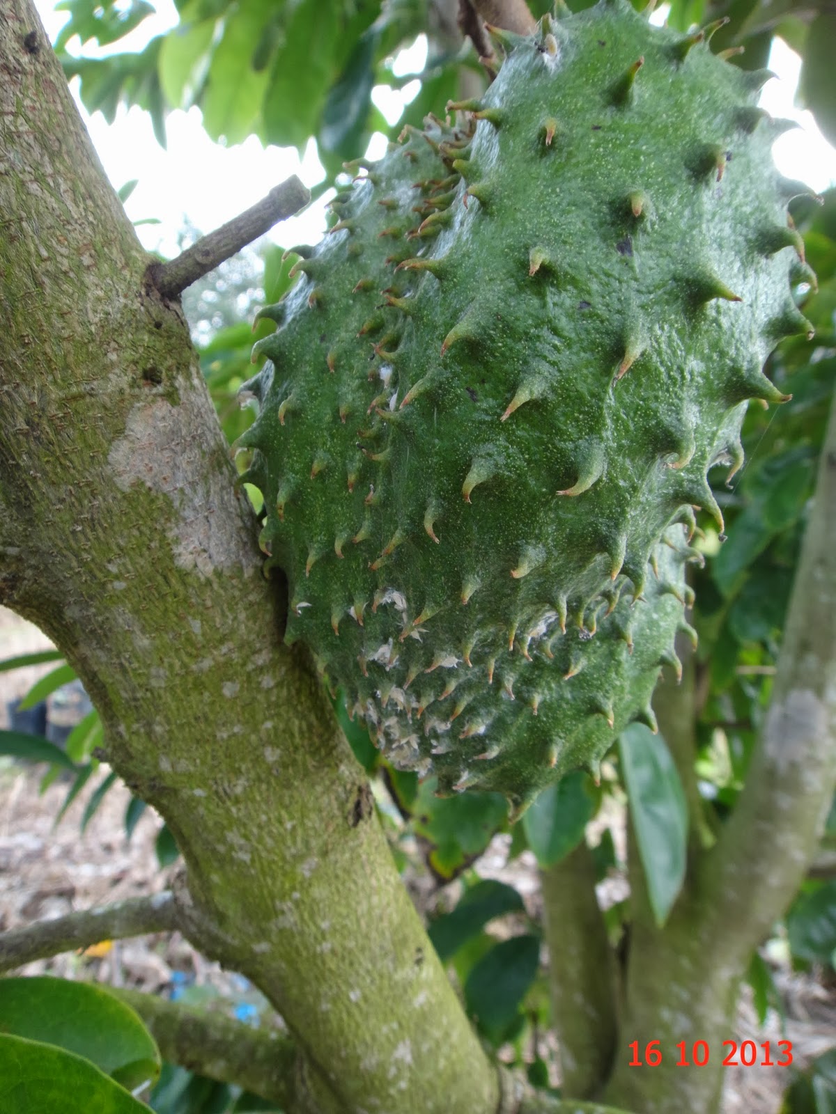 Experimental Farming: Bagging Of Soursop, Annona muricata