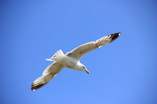 A Moment To Reflect: Go With the Flow and Ride the Wind