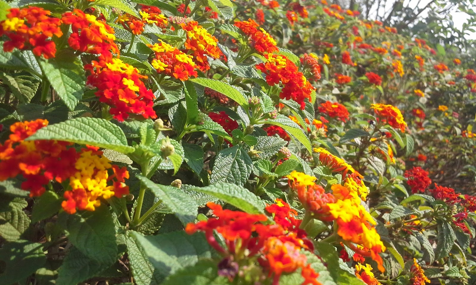 विचारवेली