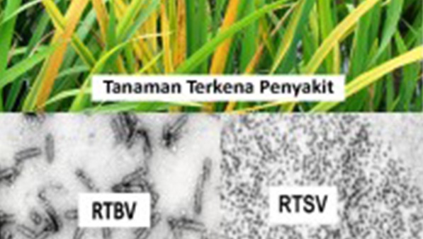 Pemanfaatan Teknologi Molekuler dalam Deteksi Penyakit Tungro ~ DIORAMA ...