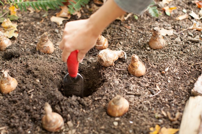 How To Split Garden Bulbs Properly - Ultimate Guard To Gardening