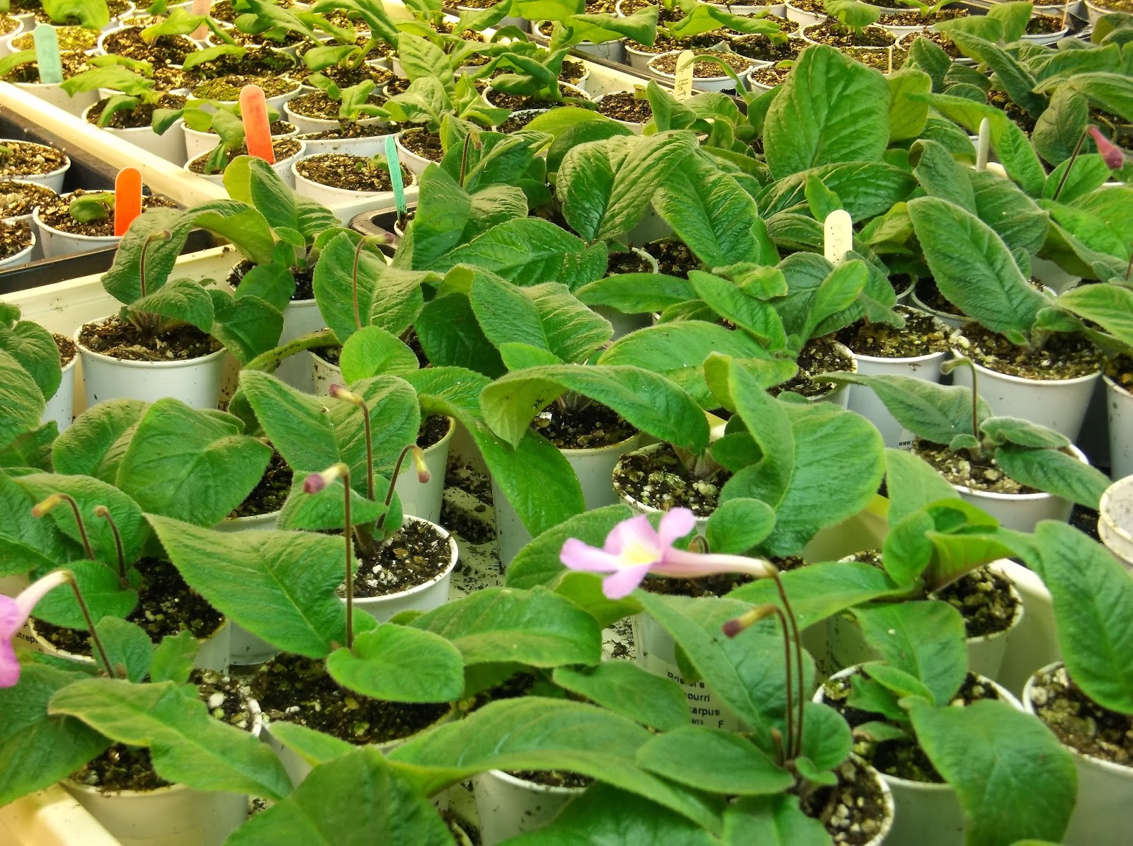 New York State of Mind: THE VIOLET BARN AFRICAN VIOLETS