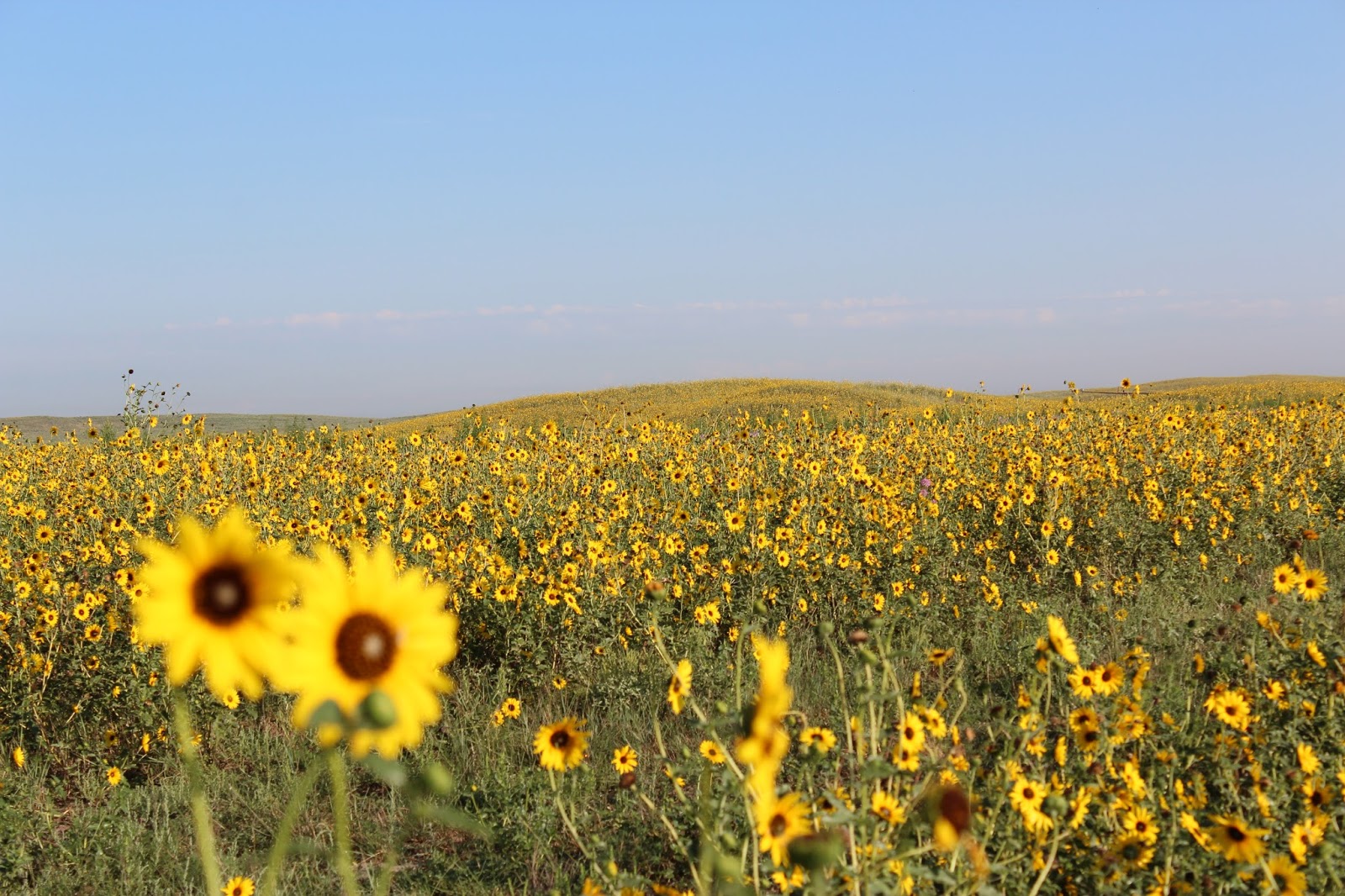 Wordless Wednesday: Sunflowers