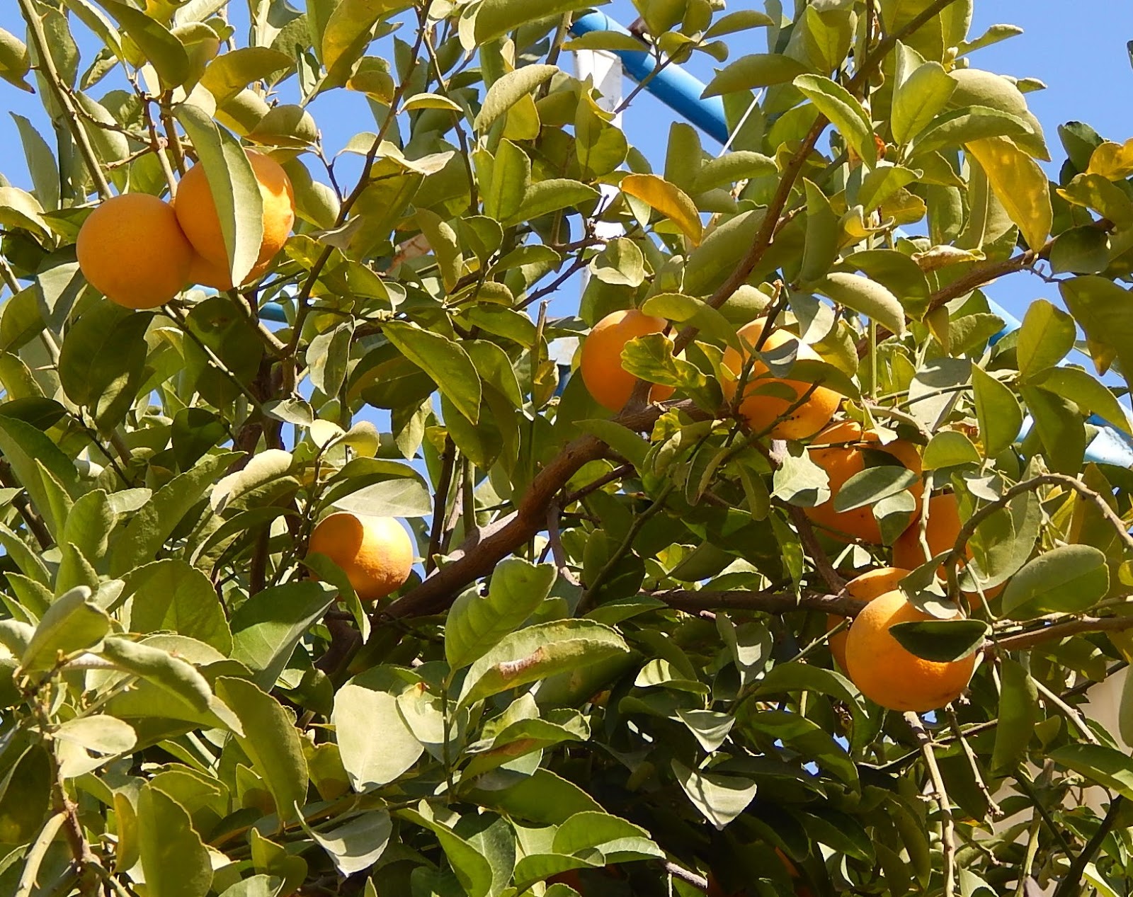 Kuweight 64: VISIT TO BLUE LAKE FARM - ALBOHAYRA ALZARQA