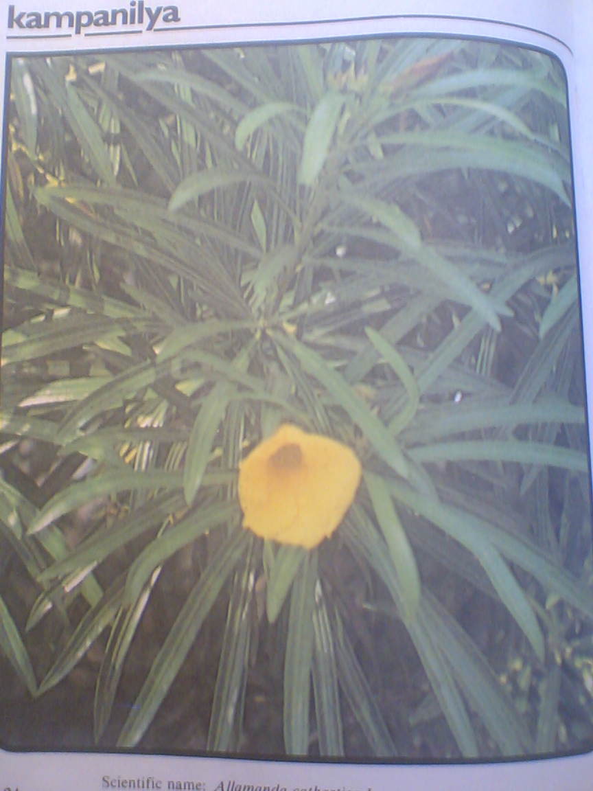 HERBAL MEDICINE: 2012