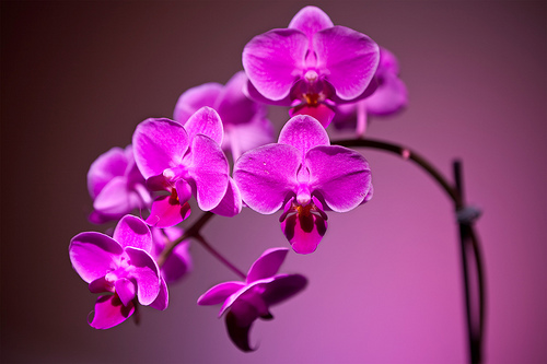 Deliciously Disheveled: Pretty Pictures