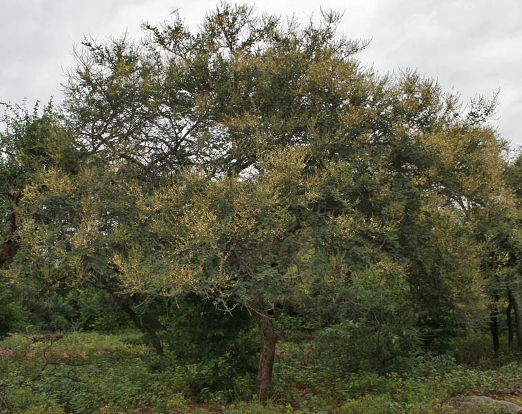 Reonja - Acacia Leucophloea