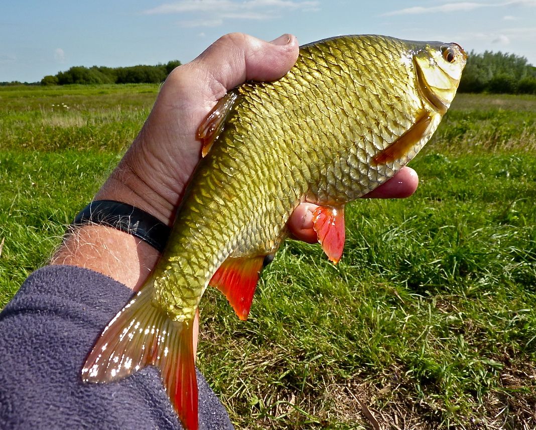 HUGH MILES - WILDLIFE ADVENTURES: RUDDY MARVELLOUS - ANGLING ADVENTURES 2