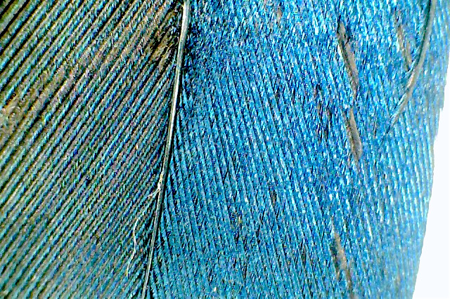 Magnified Congo Peacock Feathers