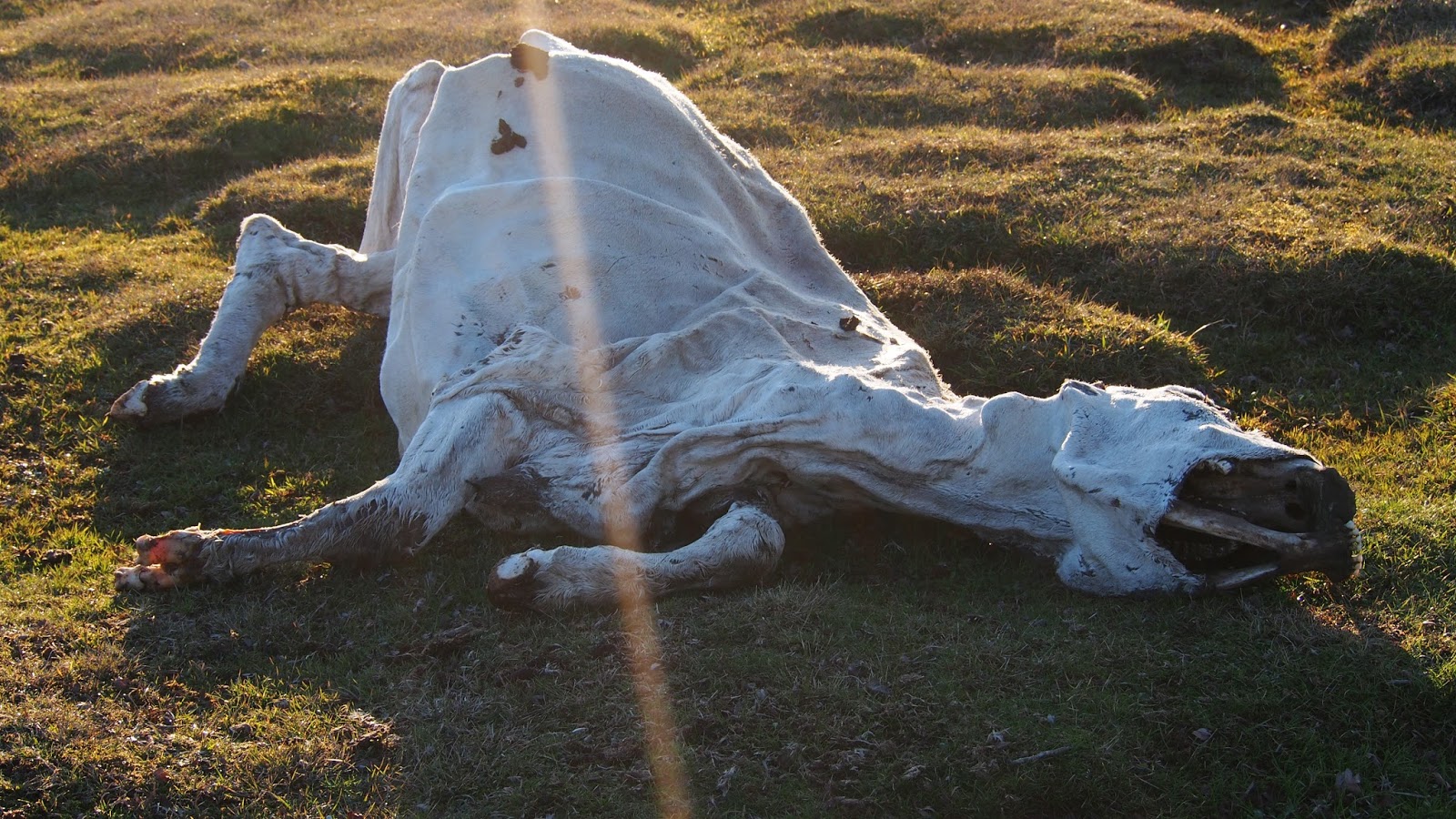 Tras el Objetivo: La descomposición