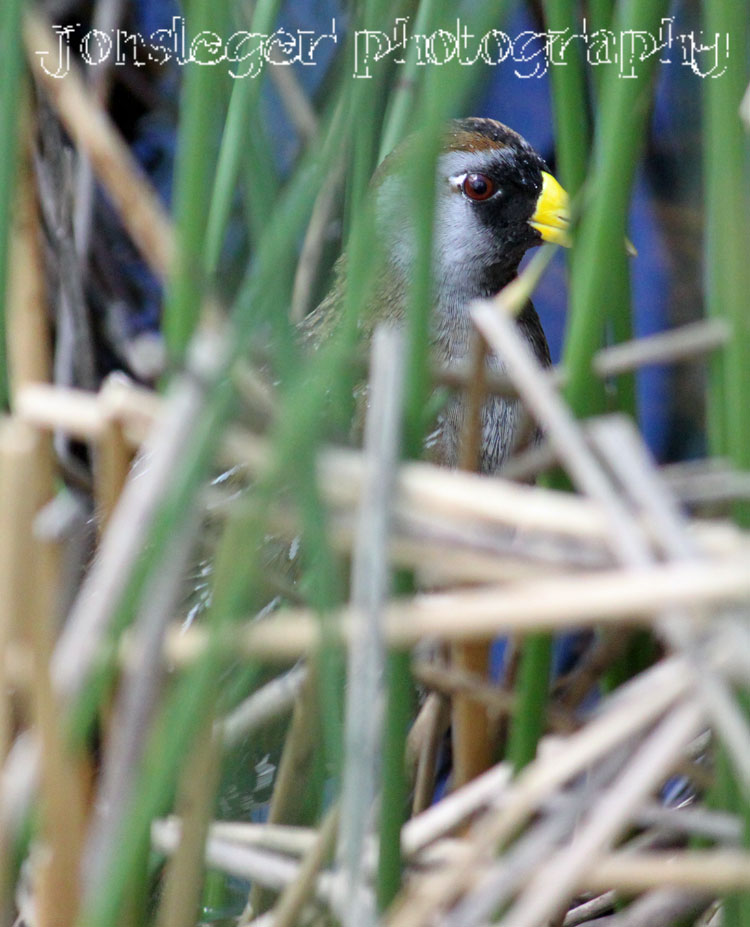 Northern Illinois Birder: Sora Rail & Marsh Wren, May Migration to ...