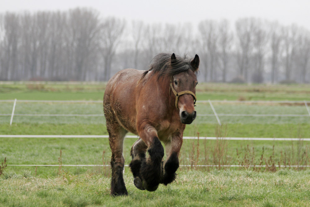 Horse Stampede: Belgian Horse