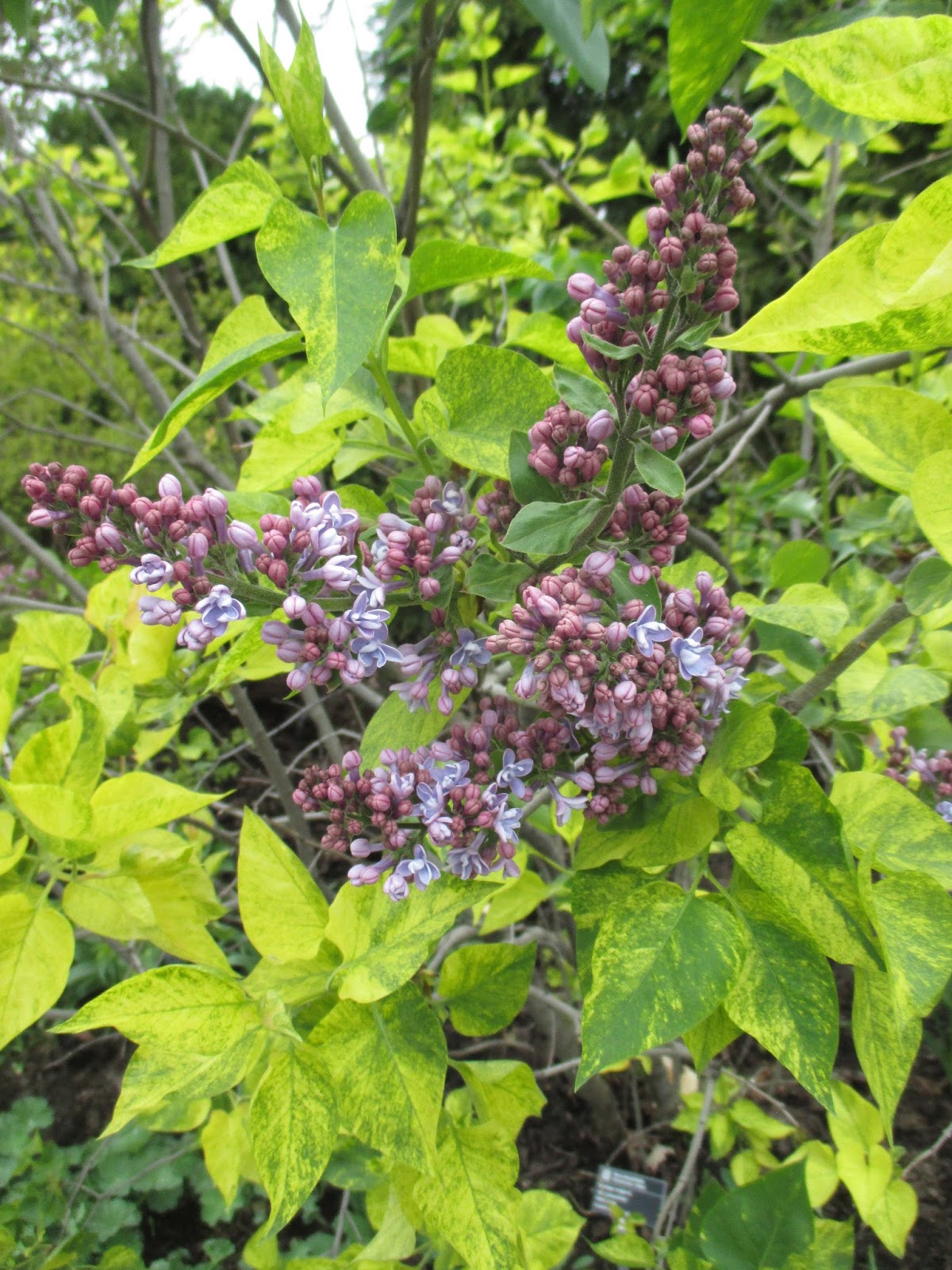 Rotary Botanical Gardens - Hort Blog