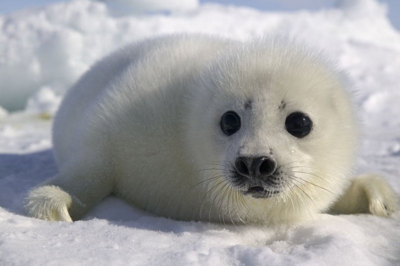 Zwierzęta dzikie i domowe: Foka grenlandzka