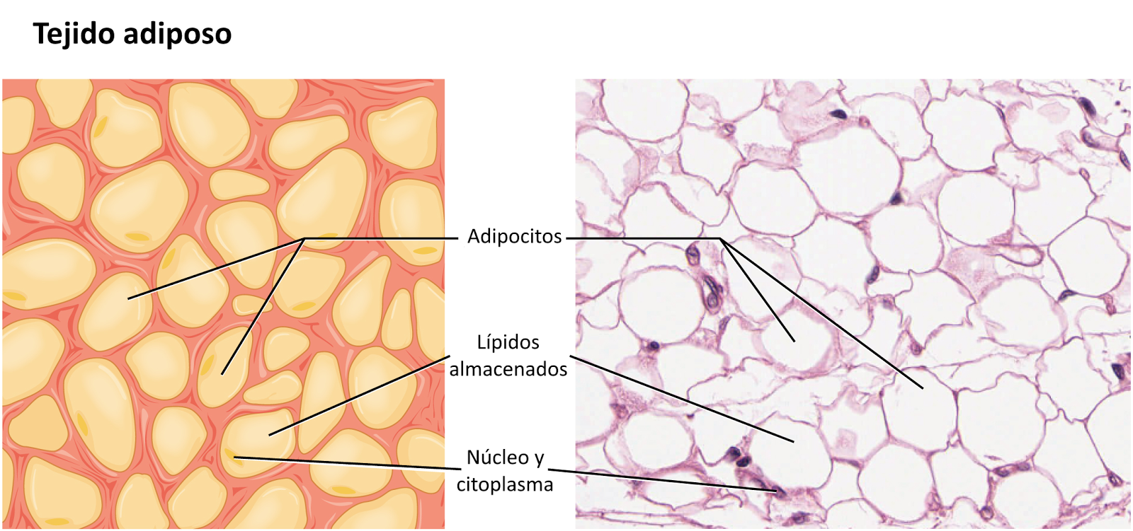 B.log.ia 2.0: El nivel tisular