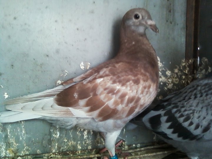 Red checker racing pigeons ~ Master Loft