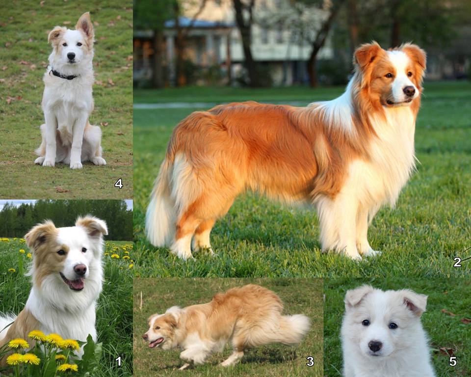 Border Collies - História e Genética: Cores