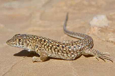 Adventures under the Dark Sun: Gardax - Tiny Psionic Lizard