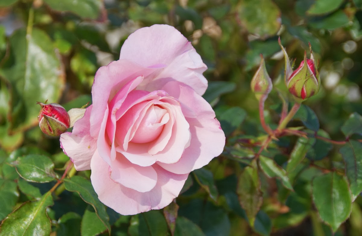 Organic Garden Dreams: December Roses