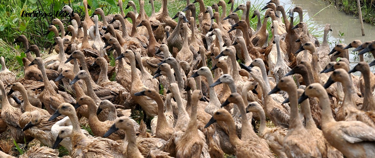 Budidaya Itik Atau Bebek - dunia kuliah