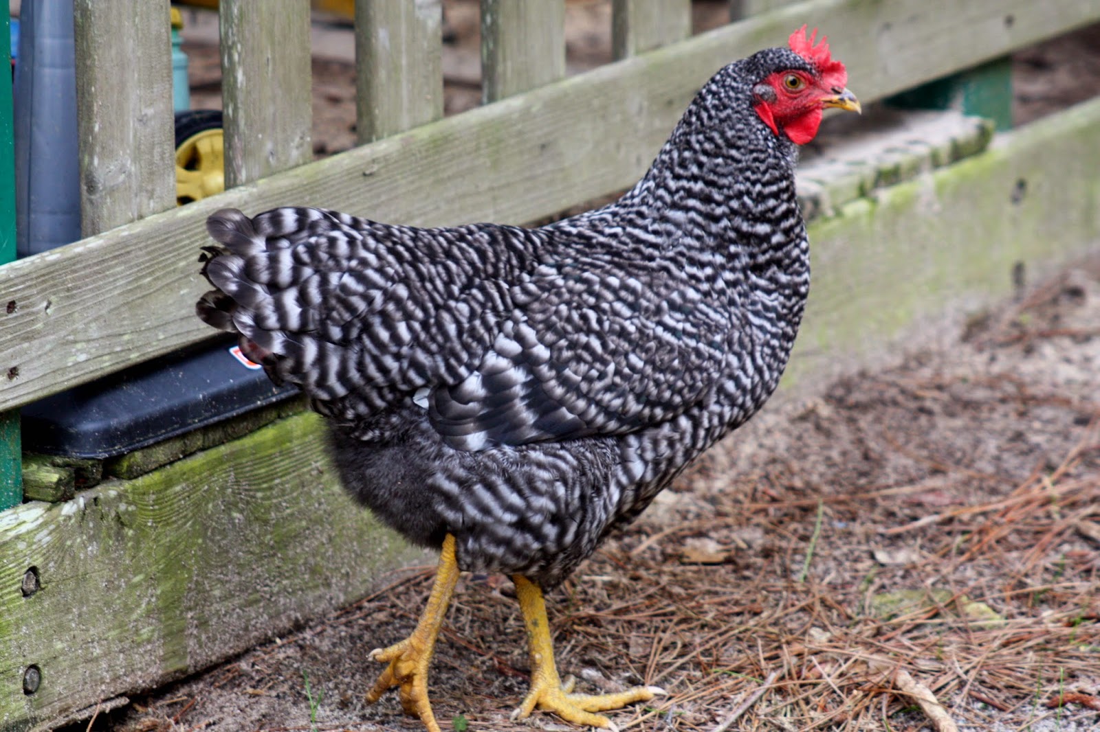 Breed Spotlight: Barred Plymouth Rock