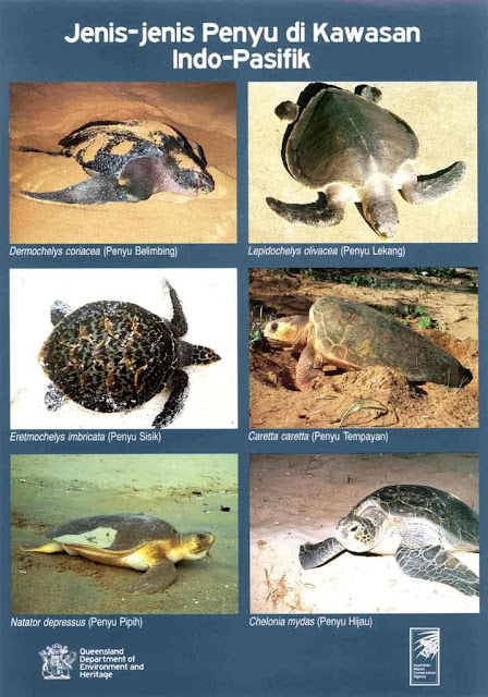 catatan lapang konservasi: Kunci Identifikasi Penyu