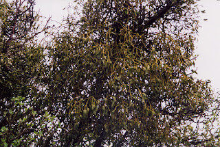 BSBI News & Views: Mistletoe growing on Oak