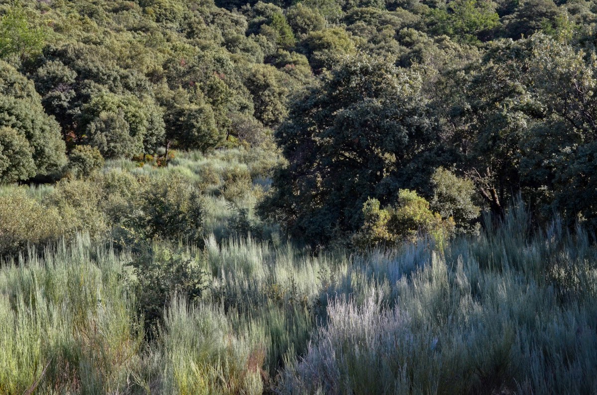 ALMANAQUE NATURAL: Los Encinares de Gredos