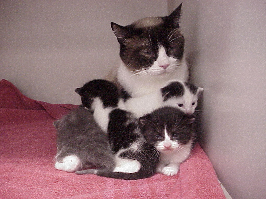 Exclusively Cats Veterinary Hospital Blog: New Kitten FAQ