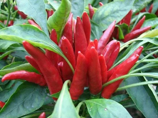 cii fertigasi, tanaman cili, kos murah fertigasi,