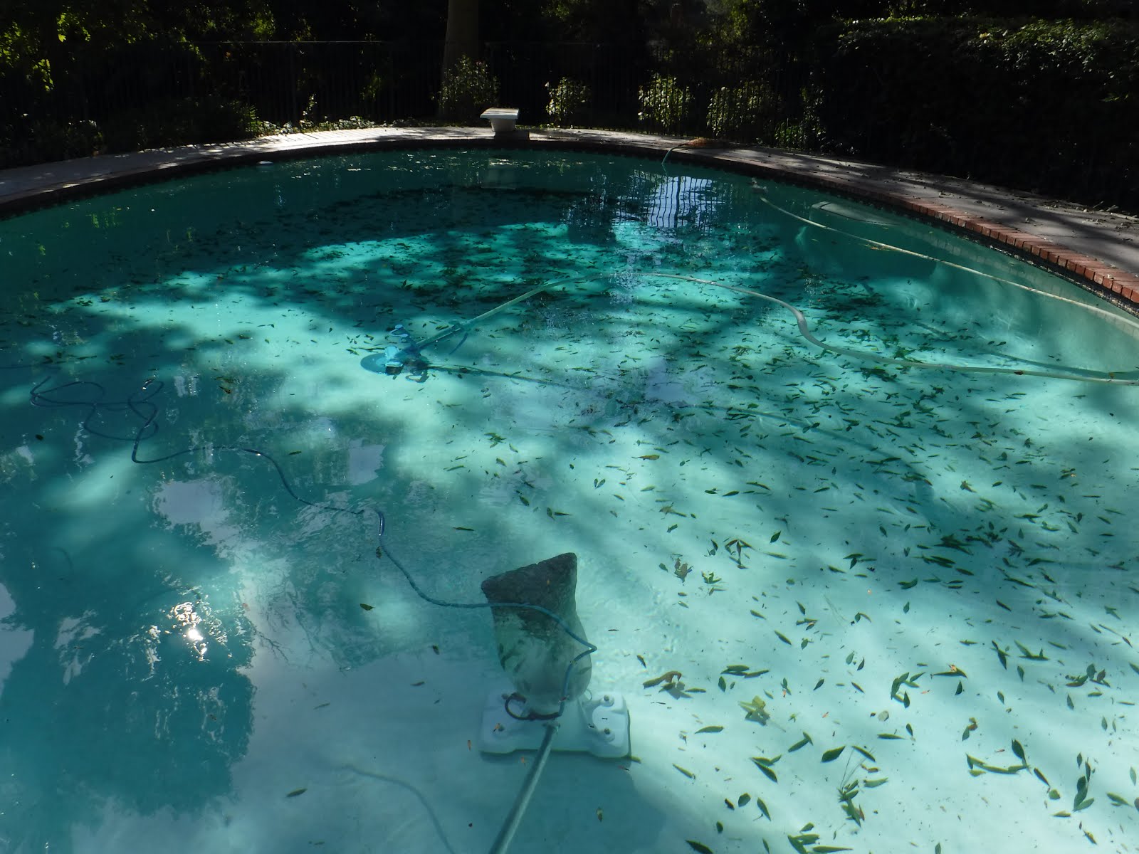 Swimming Pool Tips and Reviews: Tips on Cleaning your Pool After a Wind ...