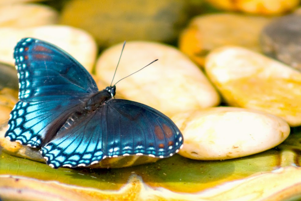 A Breath of Nature: Red-Spotted Purple Butterfly