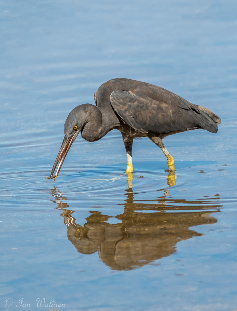 WILD TROPICAL QUEENSLAND: Shore & Water Birds