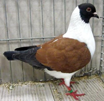 Modena Pigeon Family - Pigeons fall