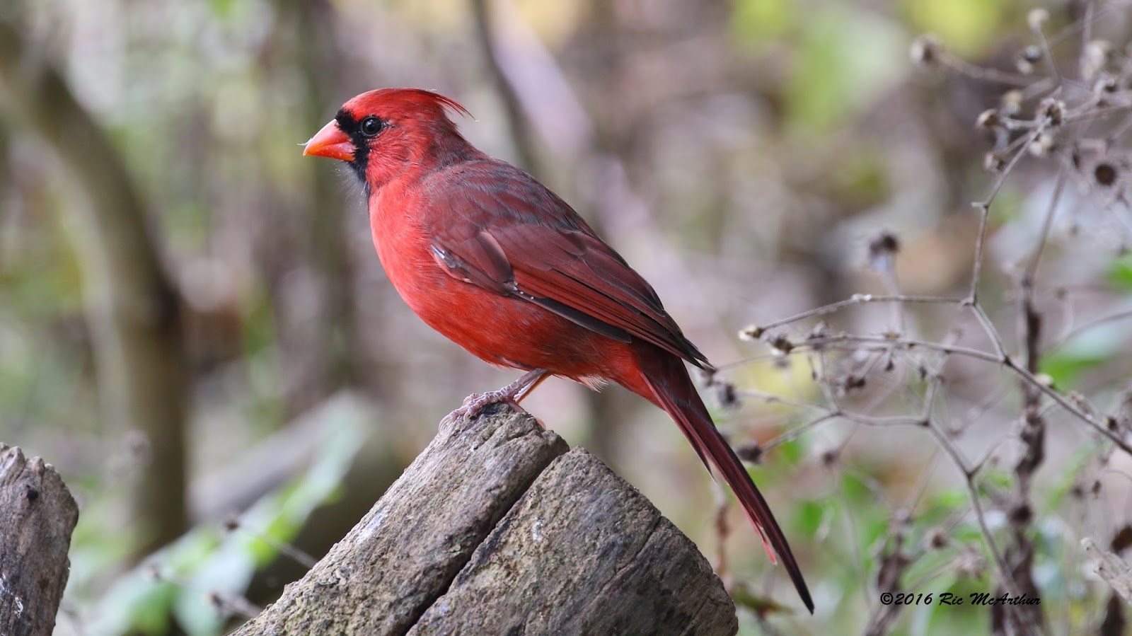 Northern Cardinal