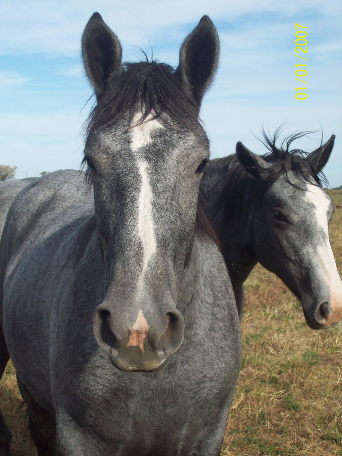 CABALLOS PERCHERONES CABAÑA LA TURCA: POTRANCAS PERCHERONAS, MUCARE ...